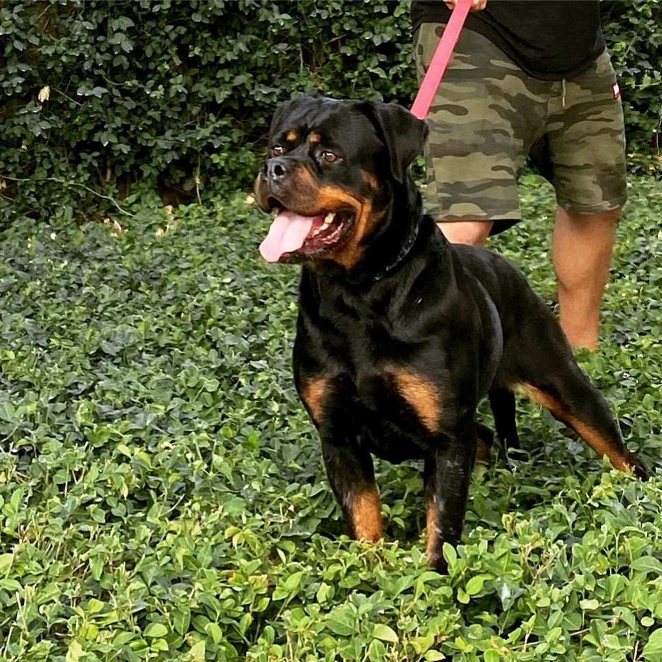 Our Rottweilers – Haus Der Starken