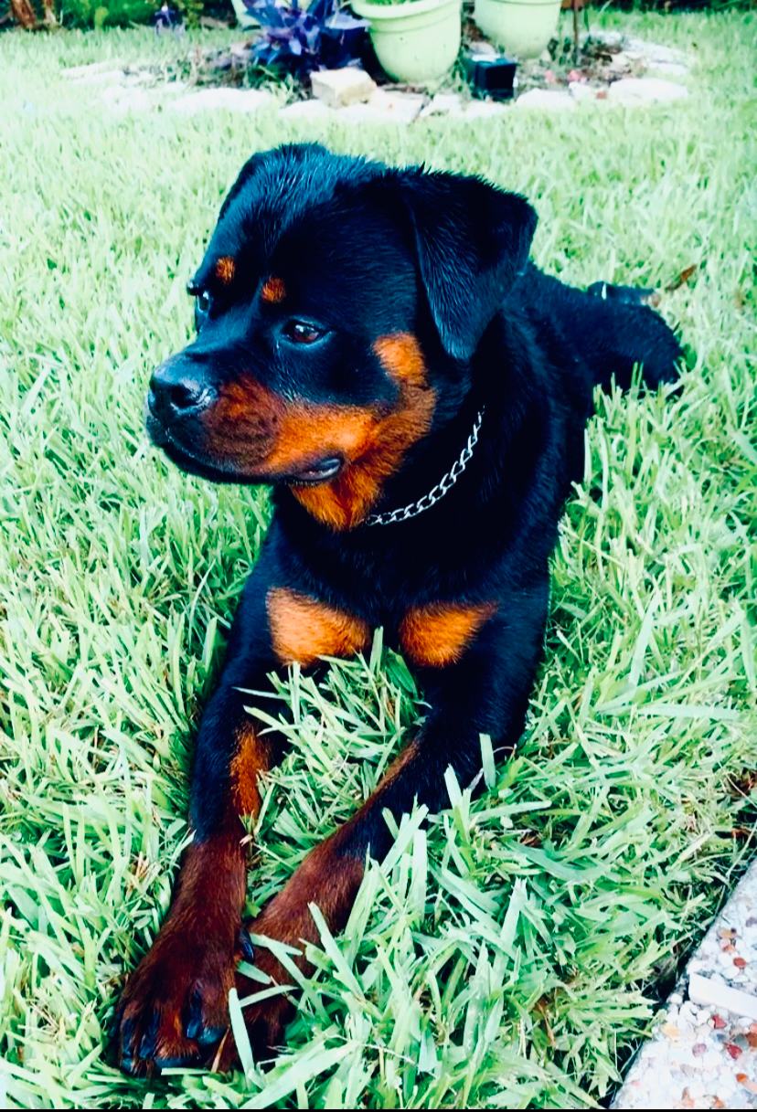 Our Rottweilers – Haus Der Starken