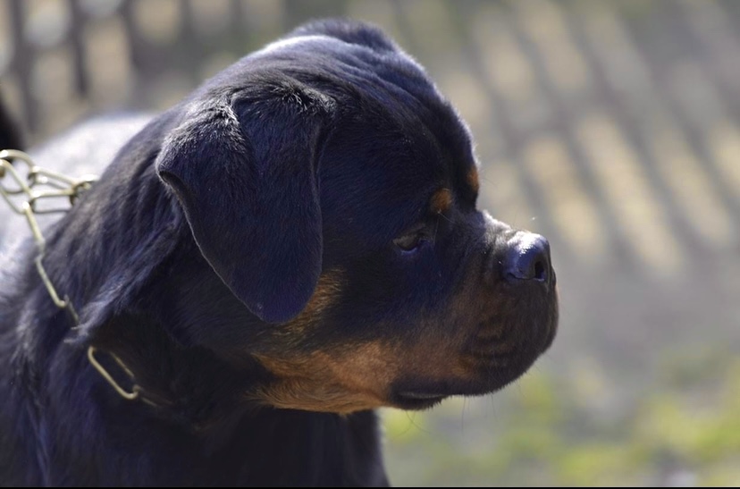 Our Rottweilers – Haus Der Starken