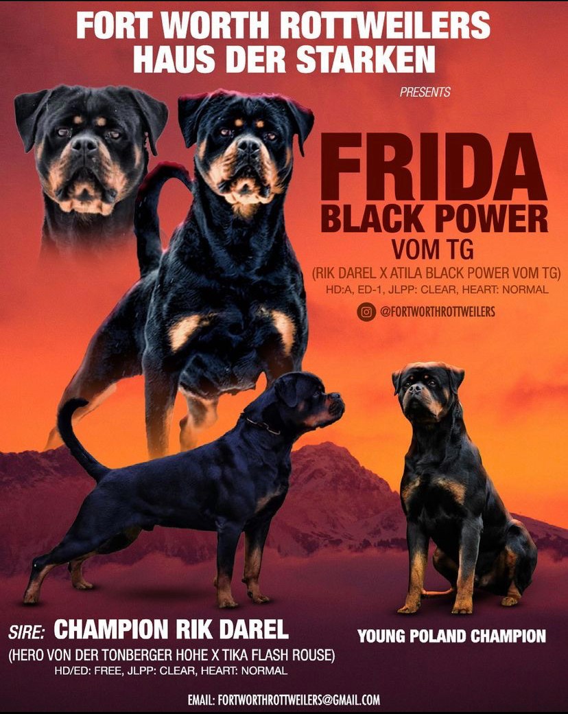 Our Rottweilers – Haus Der Starken