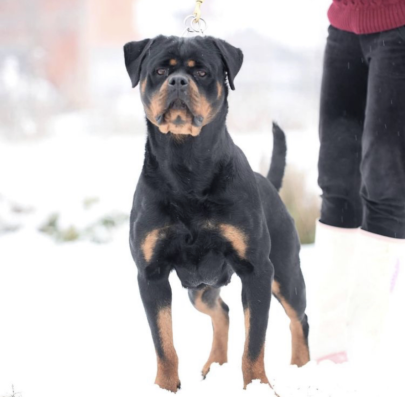 Our Rottweilers – Haus Der Starken