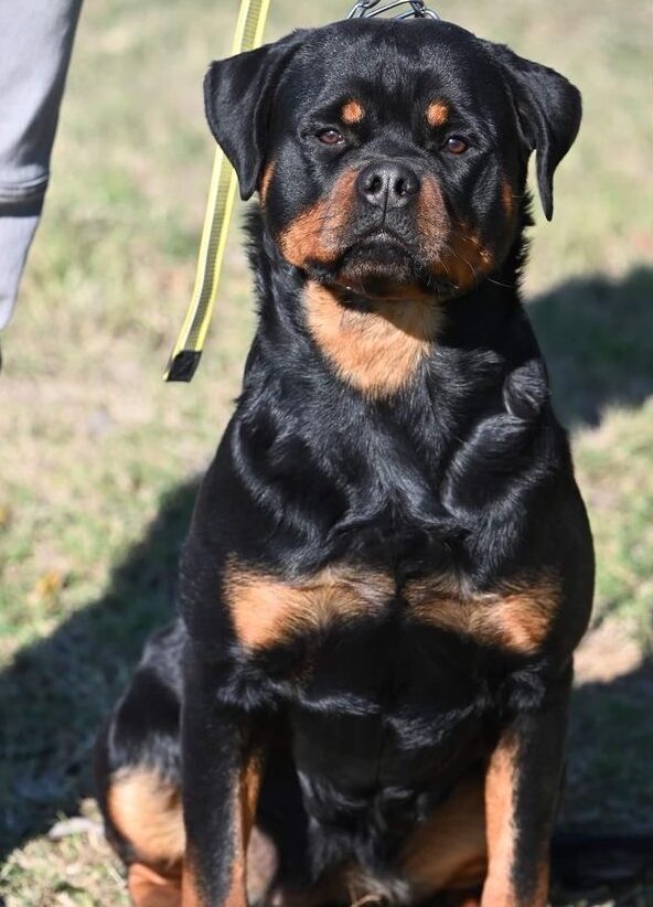 Our Rottweilers – Haus Der Starken