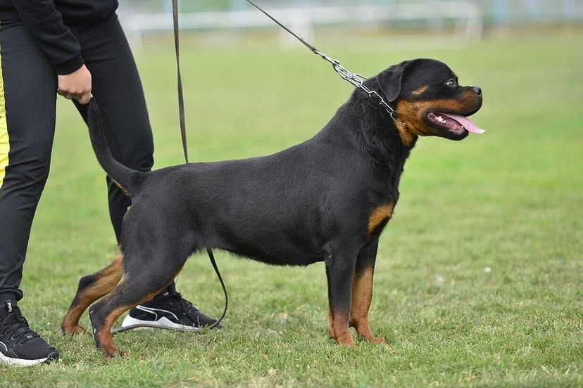 Our Rottweilers – Haus Der Starken