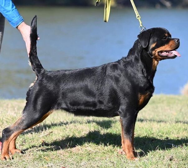 Our Rottweilers – Haus Der Starken
