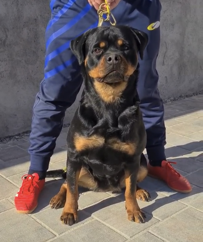 Our Rottweilers – Haus Der Starken