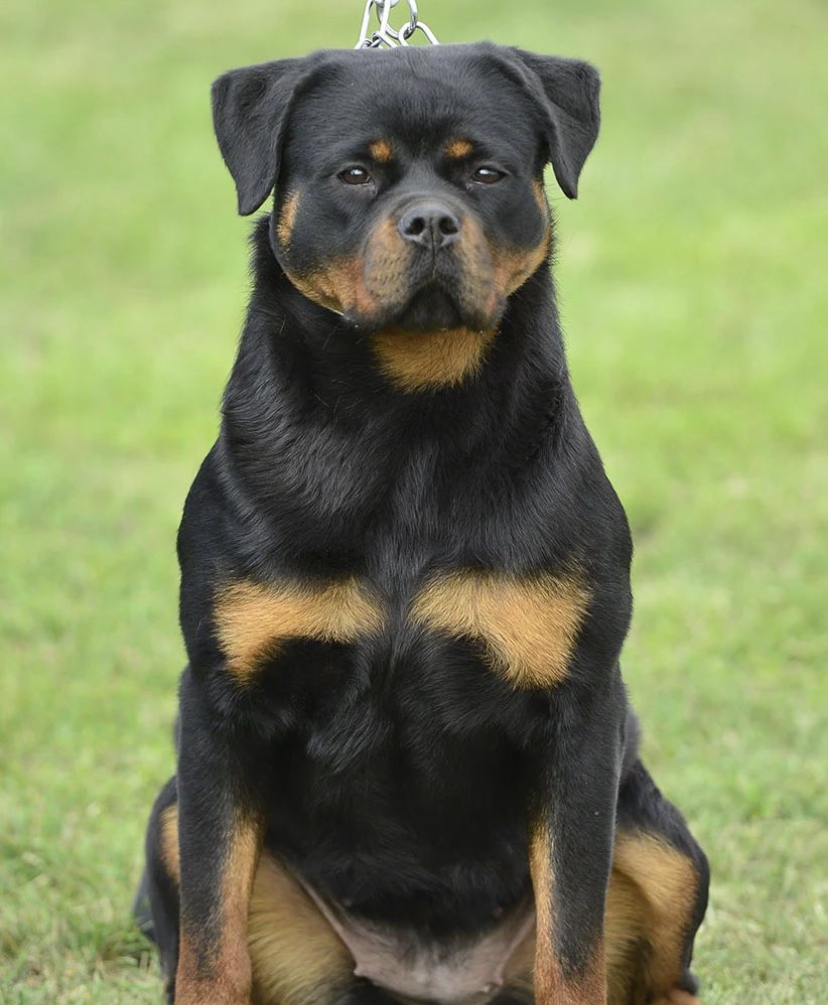 Our Rottweilers – Haus Der Starken