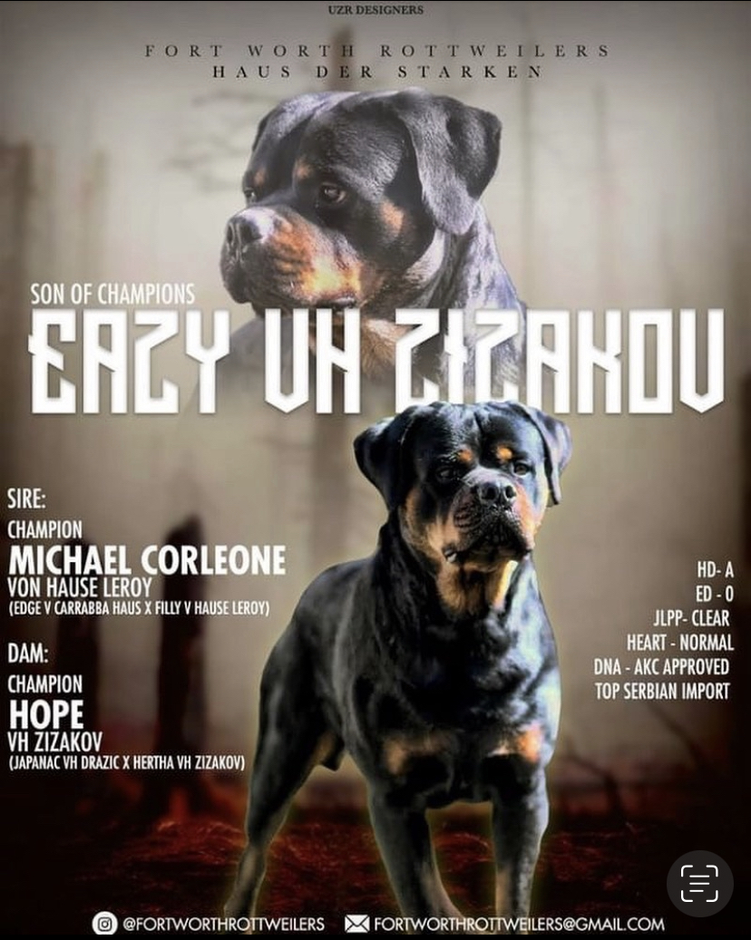 Our Rottweilers – Haus Der Starken