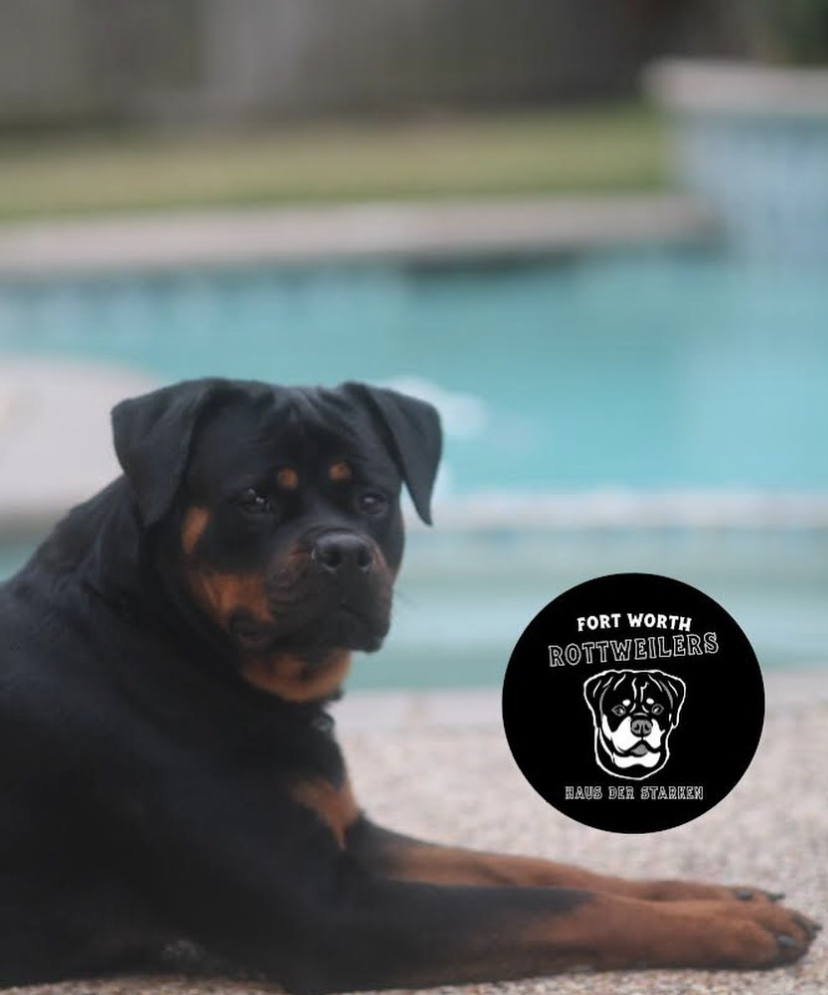 Our Rottweilers – Haus Der Starken